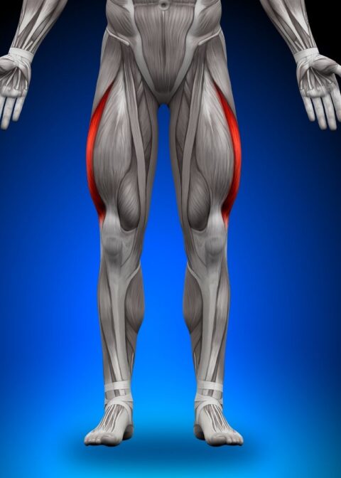 Muscle Group of the Week: Quadriceps | Moyer Total Wellness