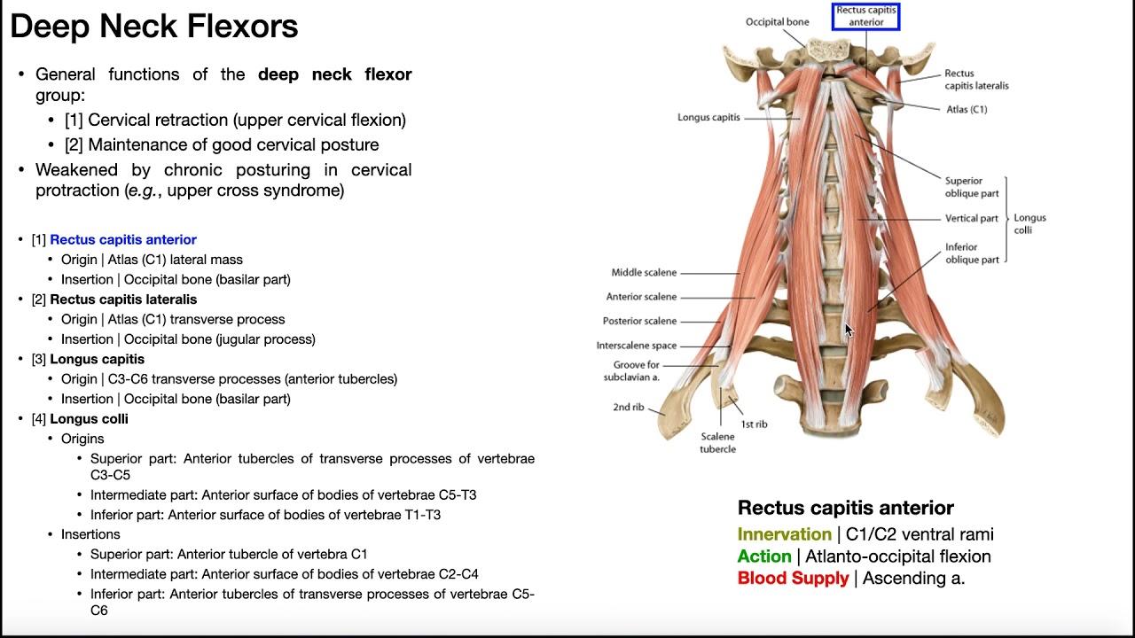 The Link Between Neck Pain and Respiratory Issues | Moyer Total Wellness